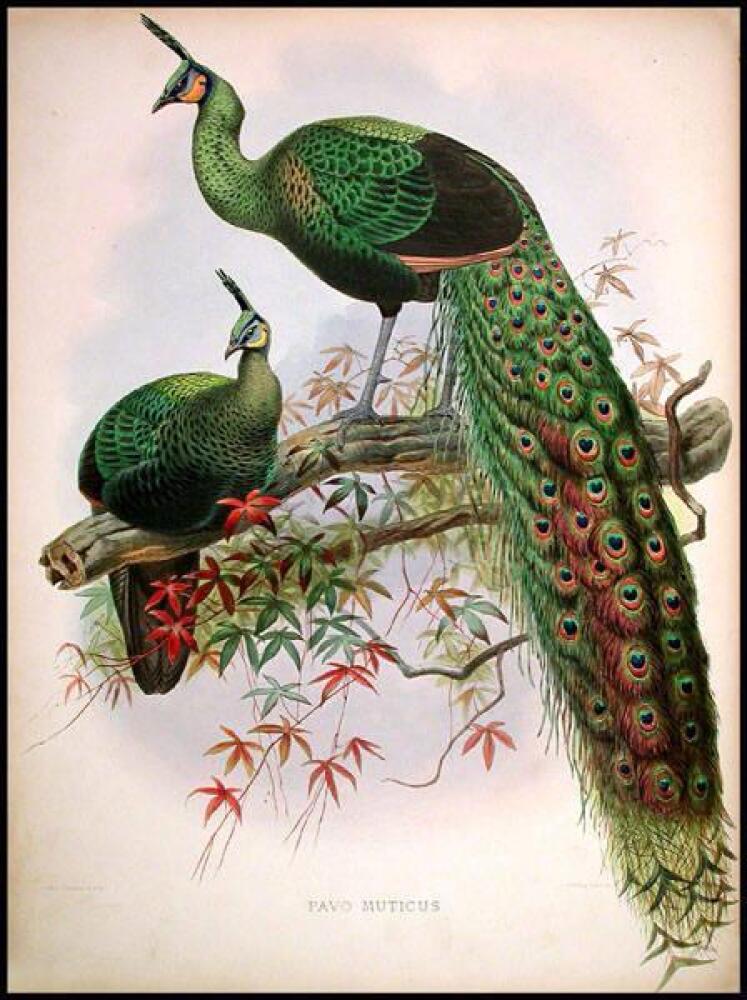 A Monograph of the Phasianidae, or Family of the Pheasants