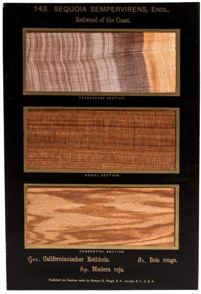 The American Woods, Exhibited by Actual Specimens and with Copious ...