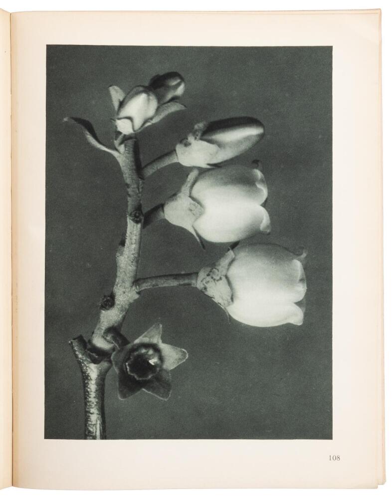 Art Forms in Nature: Examples from the Plant World Photographed Direct ...
