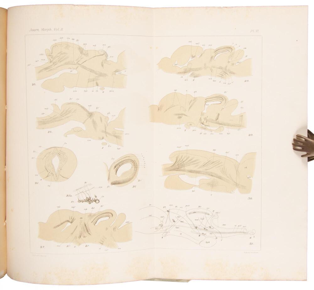 A Contribution to the Internal Structure of the Amphibian Brain