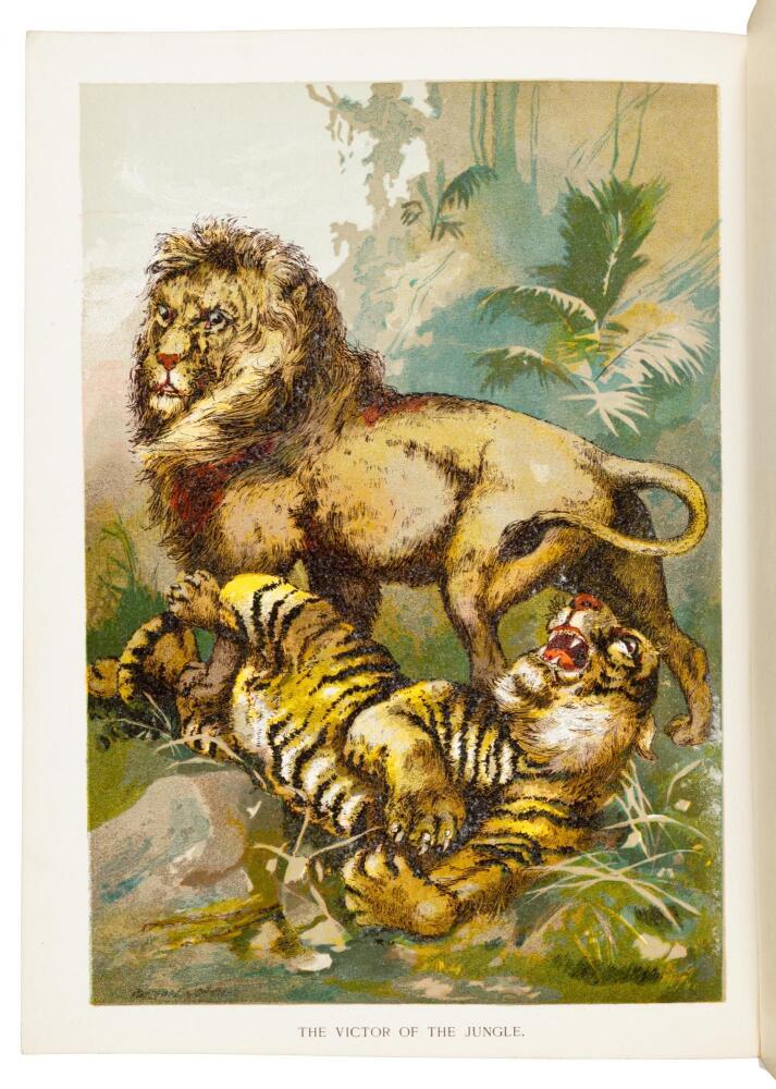 Wild Beasts, Birds and Reptiles; The Story of Their Capture