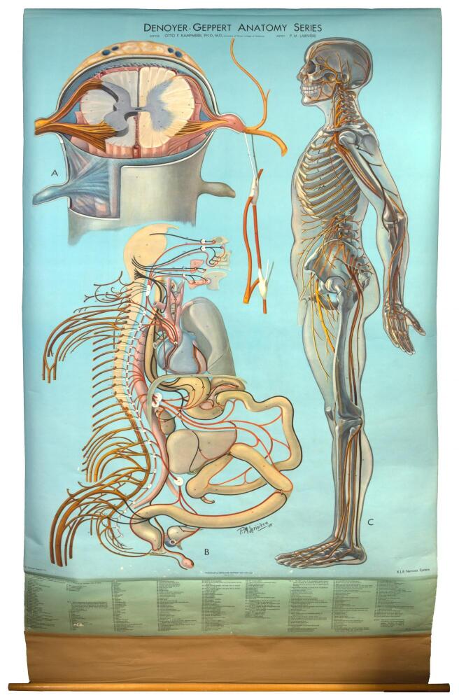 Denoyer-Geppert Anatomy Series - seven roll-down anatomy charts with ...