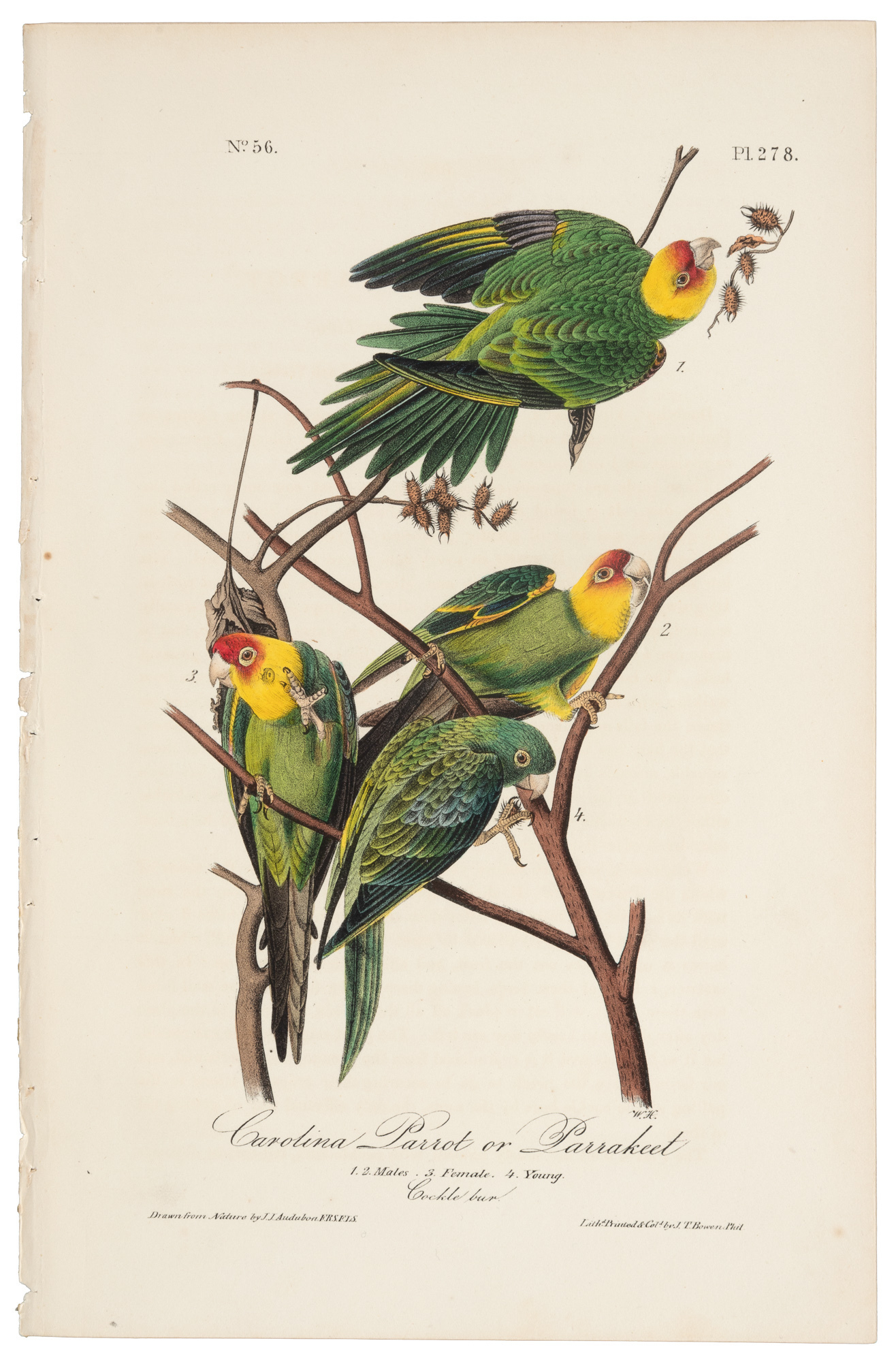 Carolina Parrot or Parrakeet