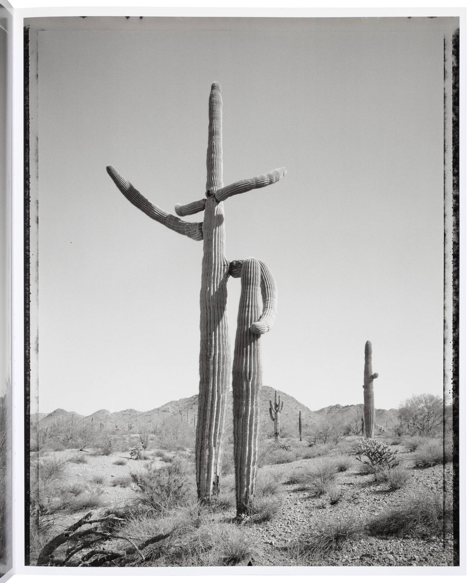 Saguaros