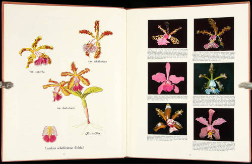 The Brazilian Bifoliate Cattleyas and Their Color Varieties: Their ...