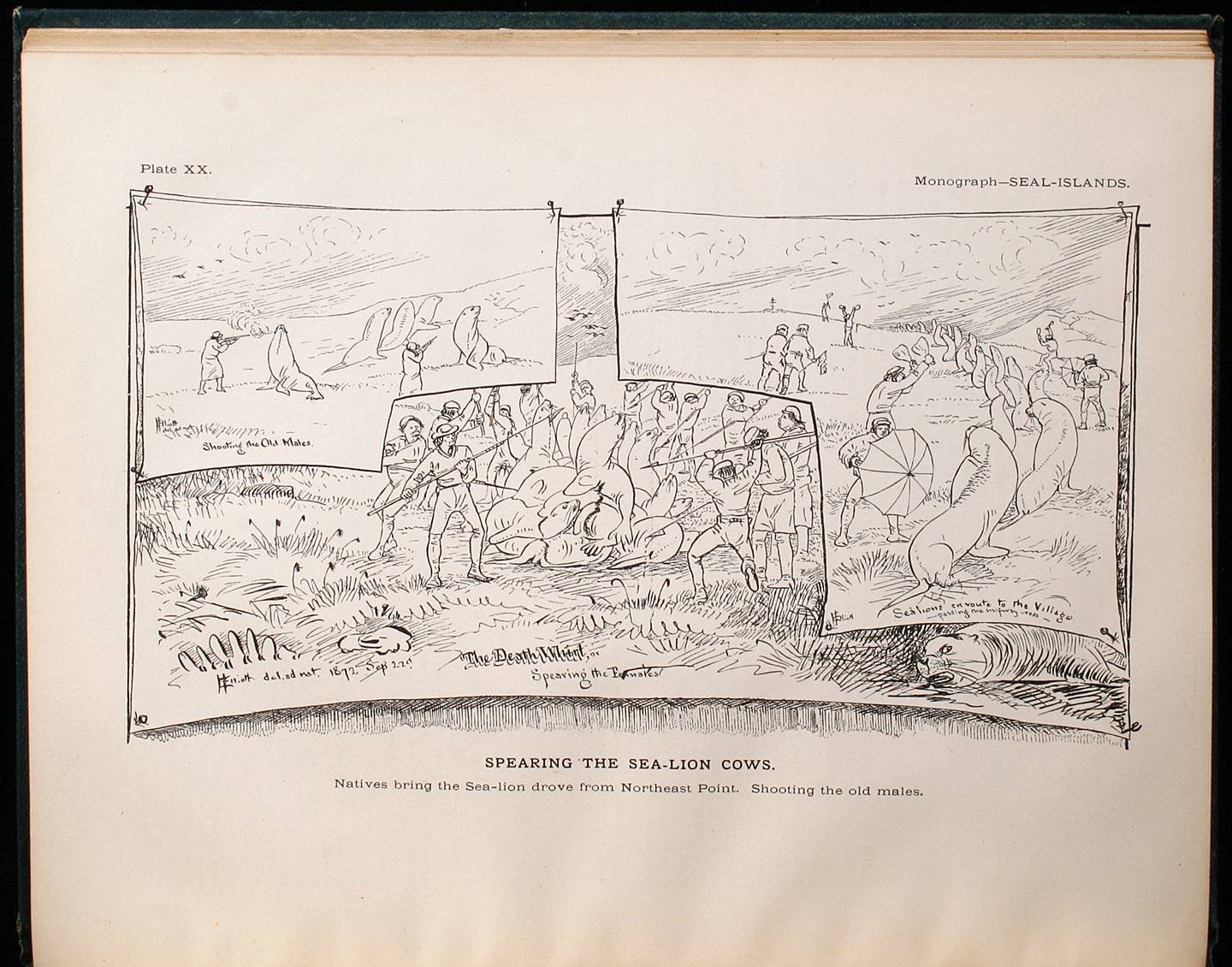 A Monograph of the Seal-Islands of Alaska, U.S. Commission of Fish and ...